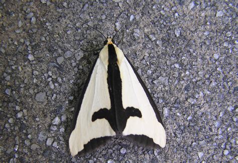 Clymene Moth All You Need To Know Quick And Easy Guide Whats That