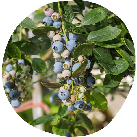 Halifax Seed Company How To Grow Blueberries