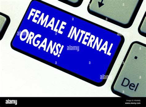Writing Note Showing Female Internal Organs Business Photo Showcasing The Internal Genital