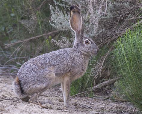 Definitive Guide To Black Tailed Jackrabbit Facts Habitat