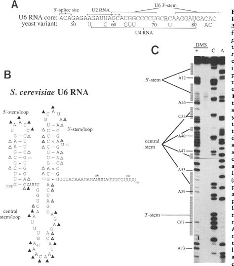 Figure 1 From A Stemloop In U6 Rna Defines A Conformational Switch Required For Pre Mrna