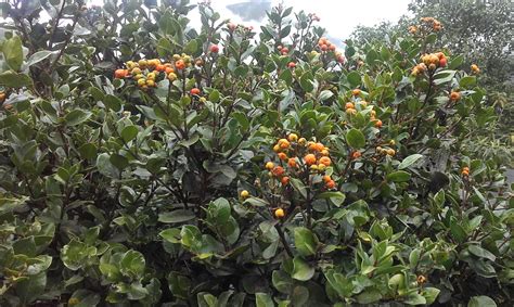 02203 ArrayÁn Eugenia Pycnantha Repositorio Digital Flora De La