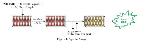 MetadicholÃ Â® A Novel Inverse Agonist Of Thyroid Receptor An