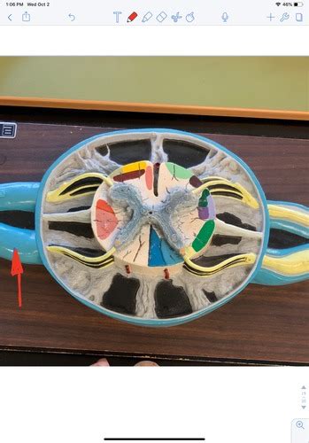 Lab 6 Spinal Nerves And Cranial Nerves Flashcards Quizlet