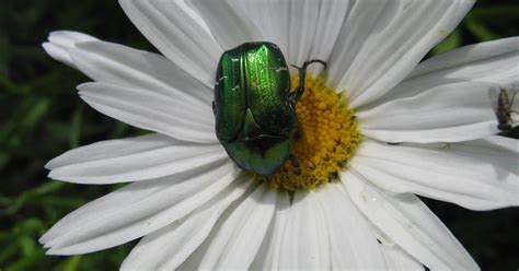 Контрольна робота з біології за курс 7 класу Тест на 27 запитань Біологія