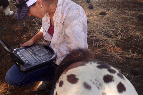 Equine Reproductive Services Ultrasound Ovulation Follicular Growth