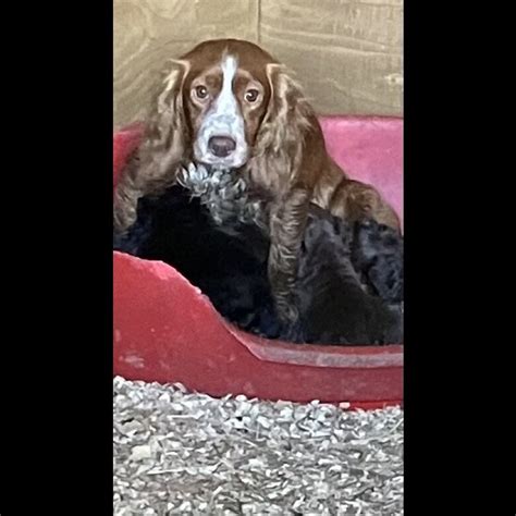Cocker Spaniel Working And Show Sale Wineham West Sussex Cocker