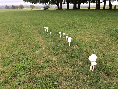 Fungi Thriving In Wet Conditions K State Turf And Landscape Blog