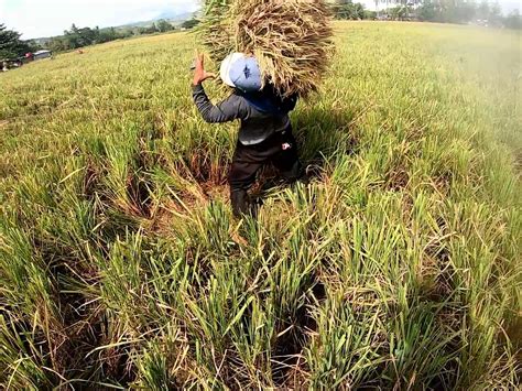 Pag Aani Ng Palay Ganito Ang Trabaho Ng Mga Mahihirap Pag Aani Ng