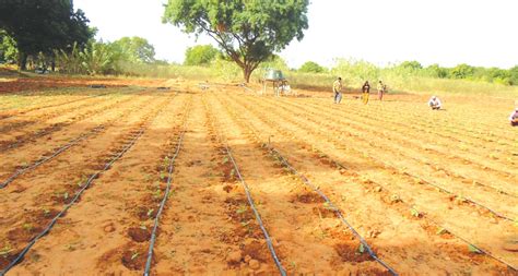 မြန်မာနိုင်ငံအလယ်ပိုင်း အပူပိုင်းဇုန်ဒေသ စိုက်ပျိုးရေးအတွက် ရေစုဆောင်းနည်းနှင့် ရေချွေတာသုံးစ