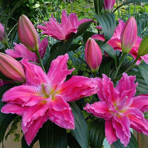 Луковицы Лилии купить по выгодной цене в интернет магазине Ozon 1574681847