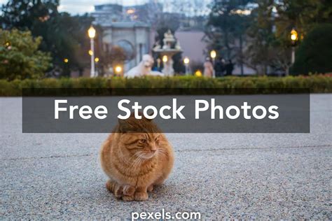 Hyperthyroid Cats Photos Download The Best Free Hyperthyroid Cats