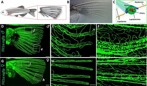 Zebrafish Embryo Anatomy