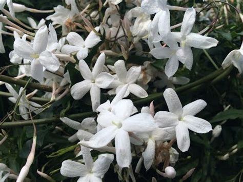 How To Grow And Care For Jasmine Plants Types Of White Flowers