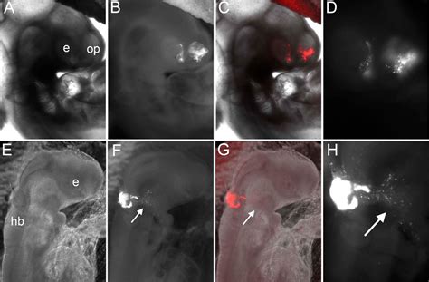 Stage Dependent Plasticity Of The Anterior Neural Folds To Form Olfactory Placode Versus Neural