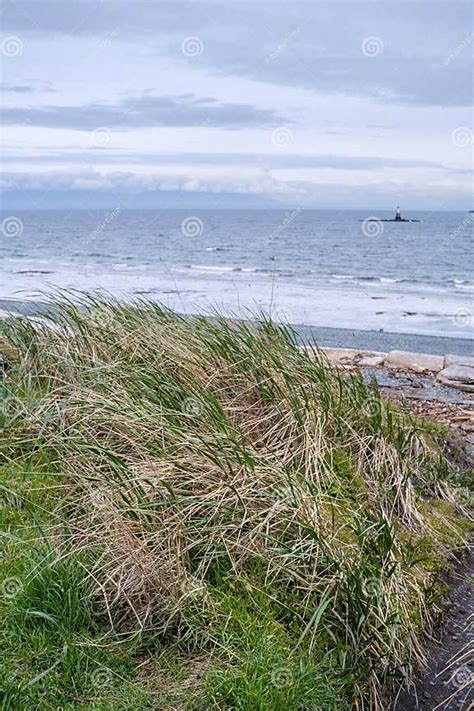 Long Seagrass Blows In The Wind At Piper S Lagoon Beach On Vancouver