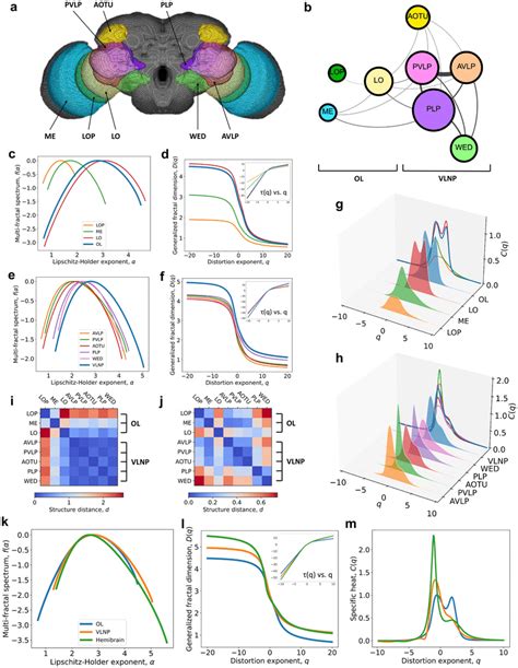 Nmfa Of The Adult Drosophila Visual System A The Composition Of The Download Scientific