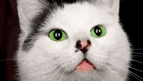 How To Tell Cat Gender By Face My British Shorthair Cat Adoption And Cat Guides