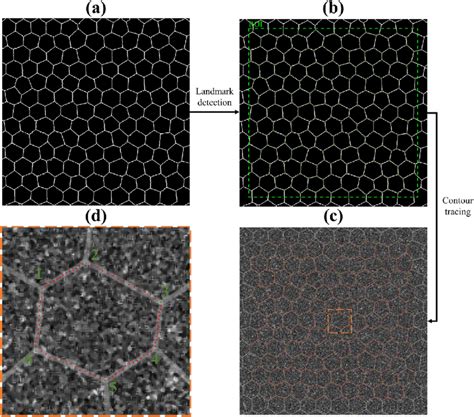 E A The Micrograph Shown In Fig 7c Is Segmented Using Morphological Download Scientific