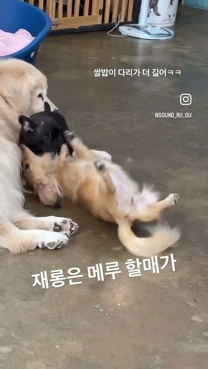 형제들 입양가고 혼자 남은 쌀밥 제이도그유기견입양센터 Youtube