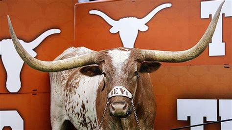 Texas Longhorn Steer Mascot Bevo Xiv Dies At 13 Fox 4 Dallas Fort Worth