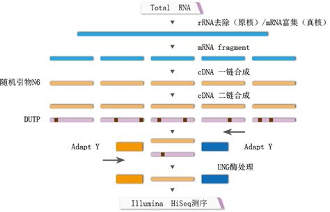 Mrna Sequencing