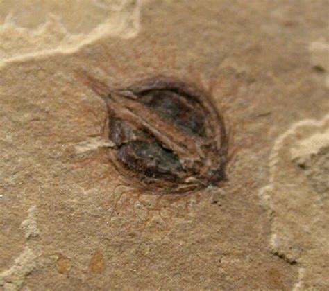 Fossils Body Fossils