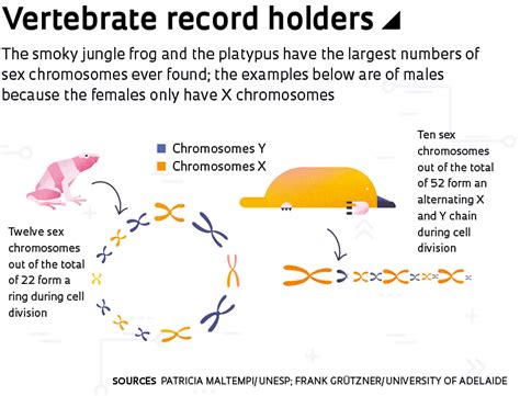 Y Chromosome Definition And Examples Biology Online Dictionary