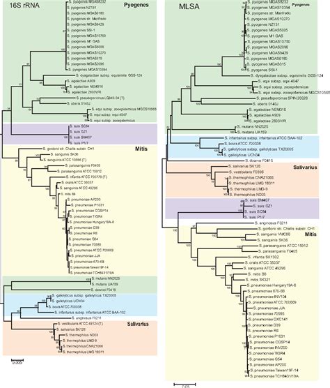 Figure 1 From Streptococcal Taxonomy Based On Genome Sequence Analyses Semantic Scholar