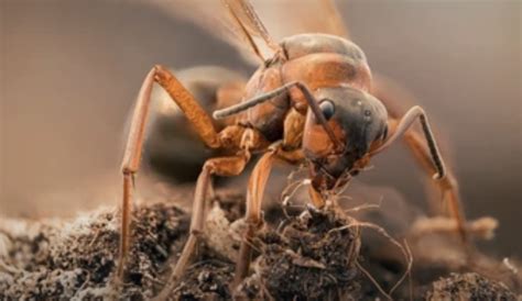 Social Behaviour Of Ants Zoologytalks Social Behaviour Of Ants Zoologytalks