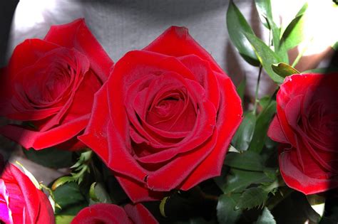 Rose rosse Foto % Immagini| macro e close up, macro fiori e piante, per ...