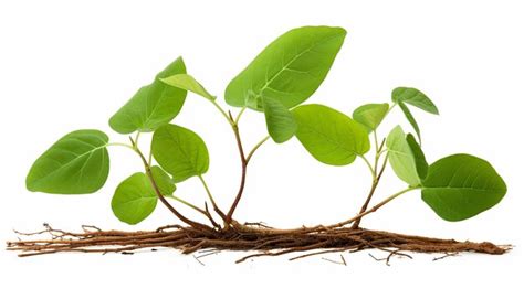 Premium Ai Image Leaf Stem Root Elevation Side View