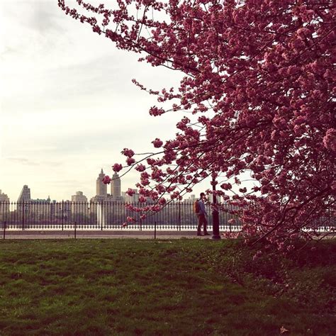 Premium Photo Trees On Grassy Field