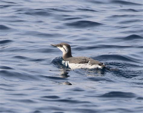 Common Murre Audubon Field Guide