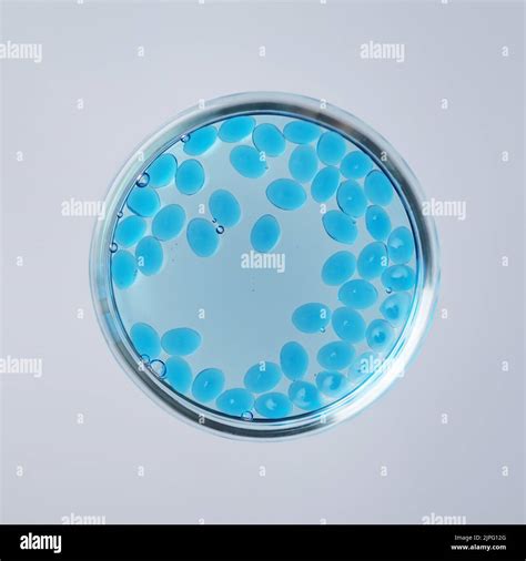 In Vitro Fertilisation Concept Artificial Insemination Or Fertility