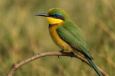 Little Bee Eater Merops Pusillus Simply Birding