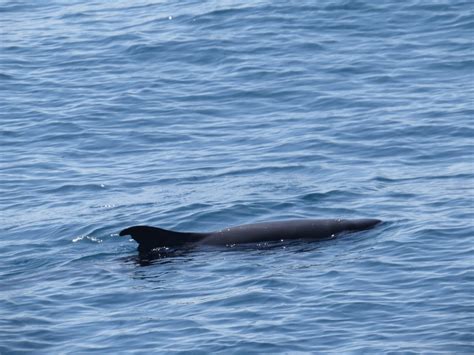 Identification Help With A Cetacean Photographed Off Sri Lanka Mammal