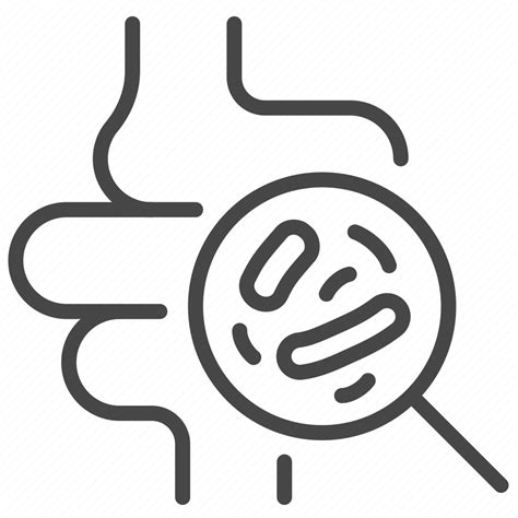 Probiotic Probiotics Intestine Healthy Lactobacillus Bacteria