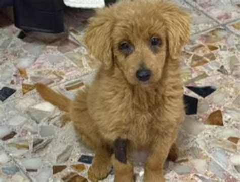 Perrita Que Fue Decolorada Para Venderla Como Golden Ahora Lucha Por Su