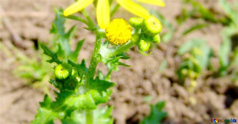 Сорняк с желтыми цветами 69 фото