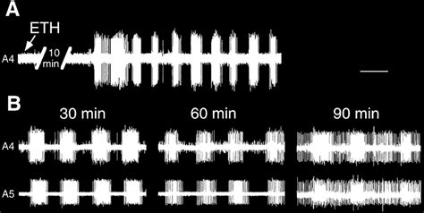 Extracellular Recordings Showing Eth Action On The Abdominal Cns A