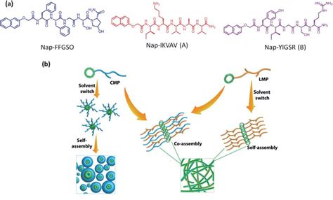 A Molecular Structure Of Cip Collagen Inspired Peptide As Nap Ffgso Download Scientific