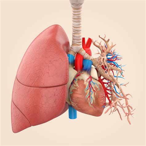 Multi Organ Transplant Centre Lp Royal Care Hospitals