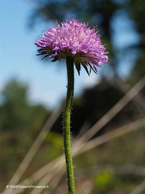 Pycnocomon Rutifolium Wild In Provence