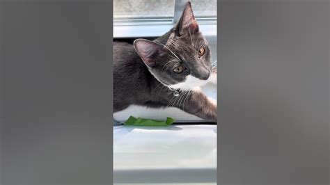 Kitty Bloopers Part 1 Youtube