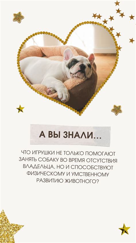 Сторис одежда для собак в 2025 г Собаки Собачьи имена Щенки йоркширского терьера