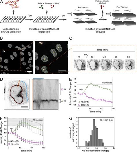 target inm lbr based screening pipeline a schematic representation