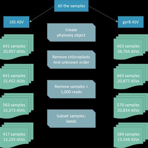 Pipeline From The Dada2 Output To The Phyloseq Objects With Only The