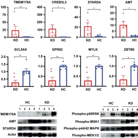 Validation Of Bulk Rna Sequencing By Real Time Pcr And Immunoblotting