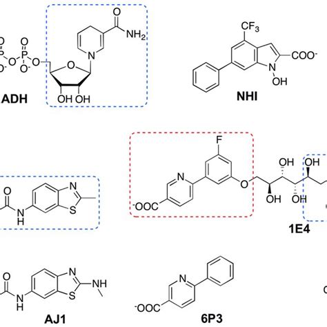 Structure Of Human Ldha Pdb 1i10 Amino Acid Residues Are Shown In Download Scientific
